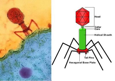 Wypuszczono groźne nanoboty « Wolne Media